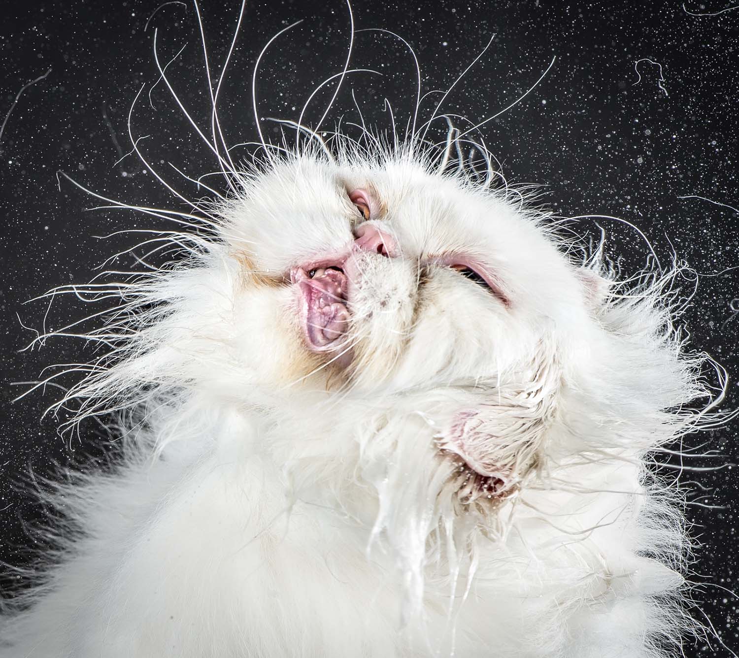 SHAKE - Carli Davidson, PhotoShelter | World Photography Organisation