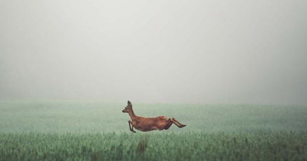 The challenges of shooting ‘boring’ nature | World Photography Organisation